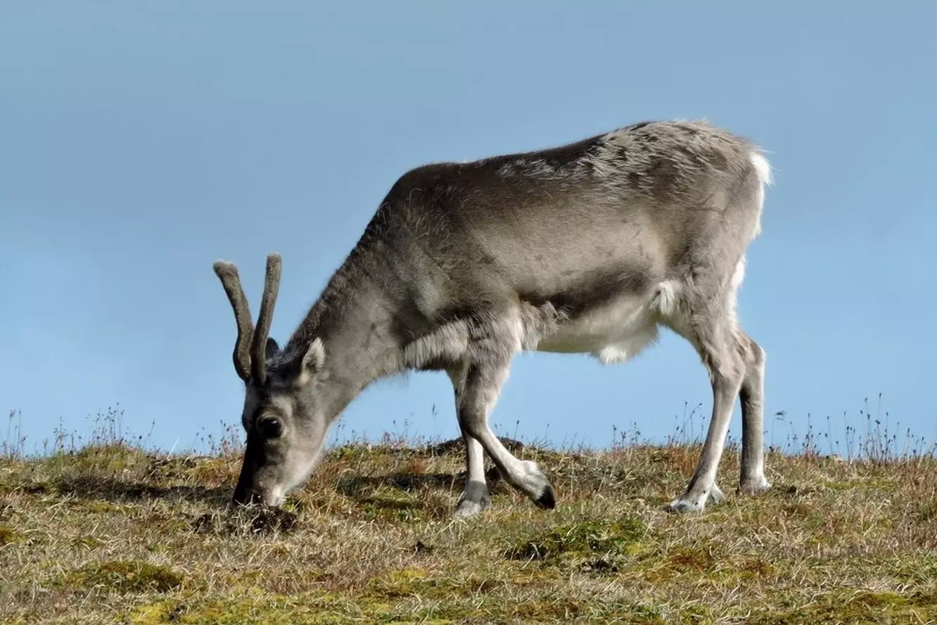 Ang global warming ay naging sanhi ng pagkamatay ng mga usa sa Svalbard