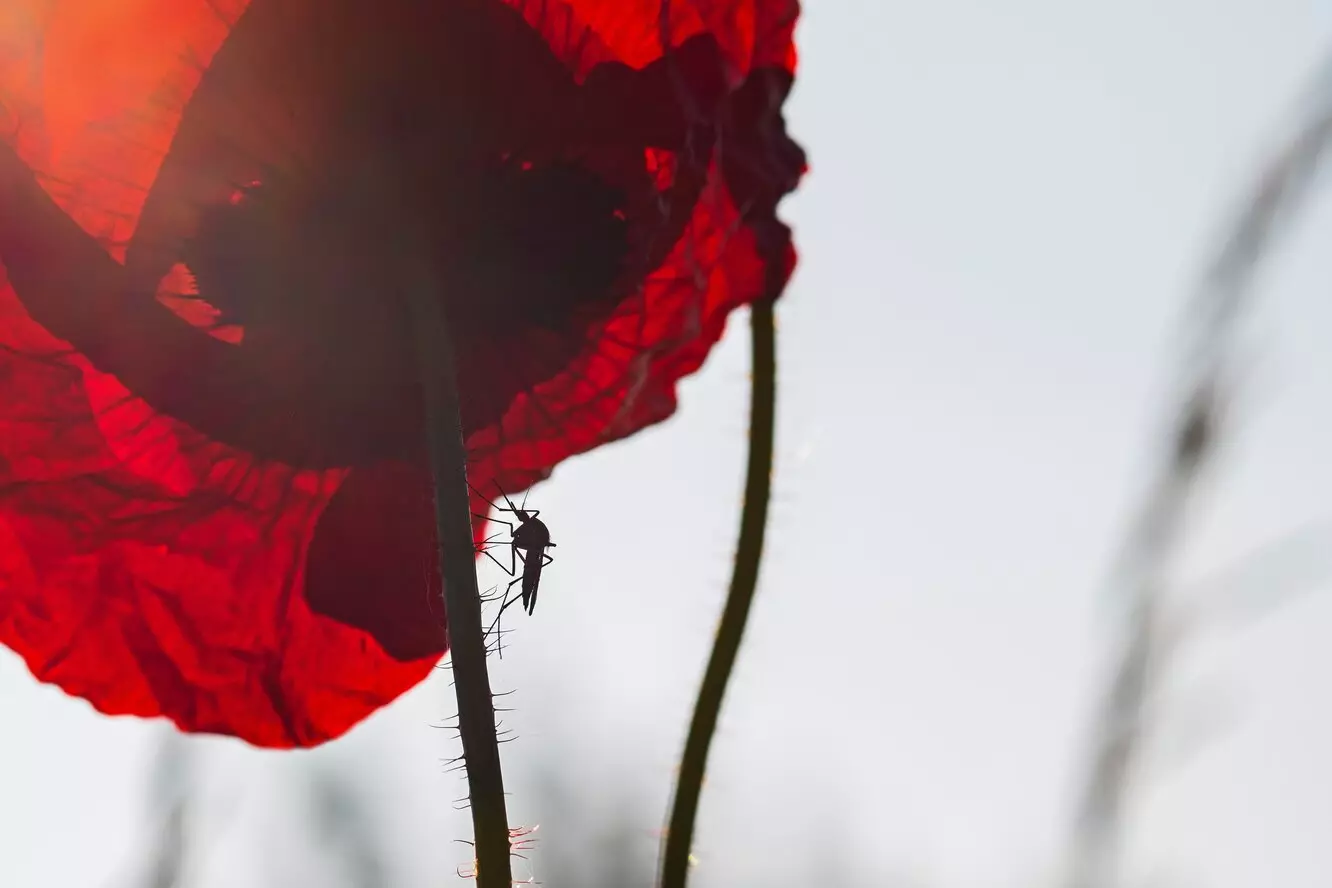 Une autre façon de lutter contre les moustiques - si vous avez un fumigateur électrique à la maison, mais qu'il n'y a plus d'assiettes ou de liquide, versez de l'extrait d'eucalyptus dans une bouteille vide et vous ne verrez plus d'insectes gênants