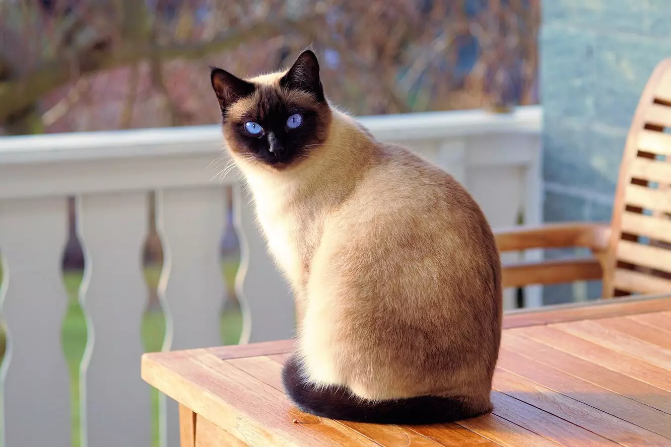 Bakit dinidikit ng pusa ang puwit nito sa mukha ng may-ari nito: hindi mahuhulaan na pag-uugali ng iyong alaga