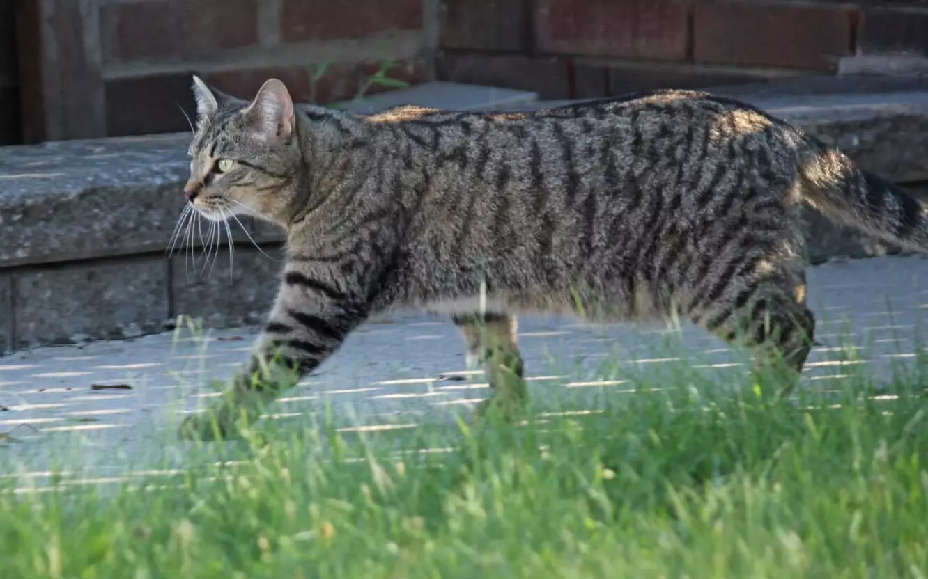 Wees niet beledigd door het dier vanwege zijn gewoonten en instincten die door de natuur worden gegeven. Daarom is het nutteloos om tegen je huisdier te schreeuwen en te schreeuwen in een poging om met hem te redeneren. De vraag waarom katten hun rug naar hun gezicht keren, ligt immers in hetzelfde vlak als de rest van de gewoonten van de kat. Het belangrijkste is om voldoende geduld te hebben om dit te realiseren.