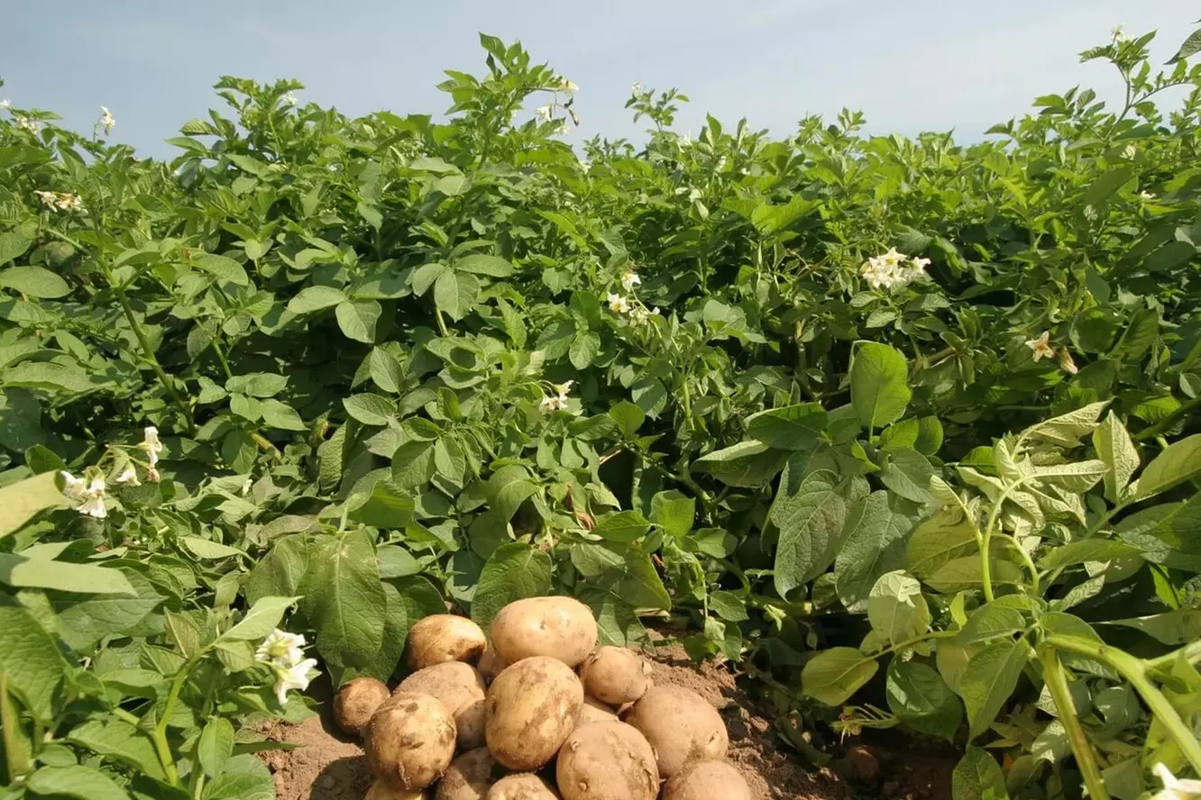 Vorstbestendige aardappelen gekweekt in Kolyma