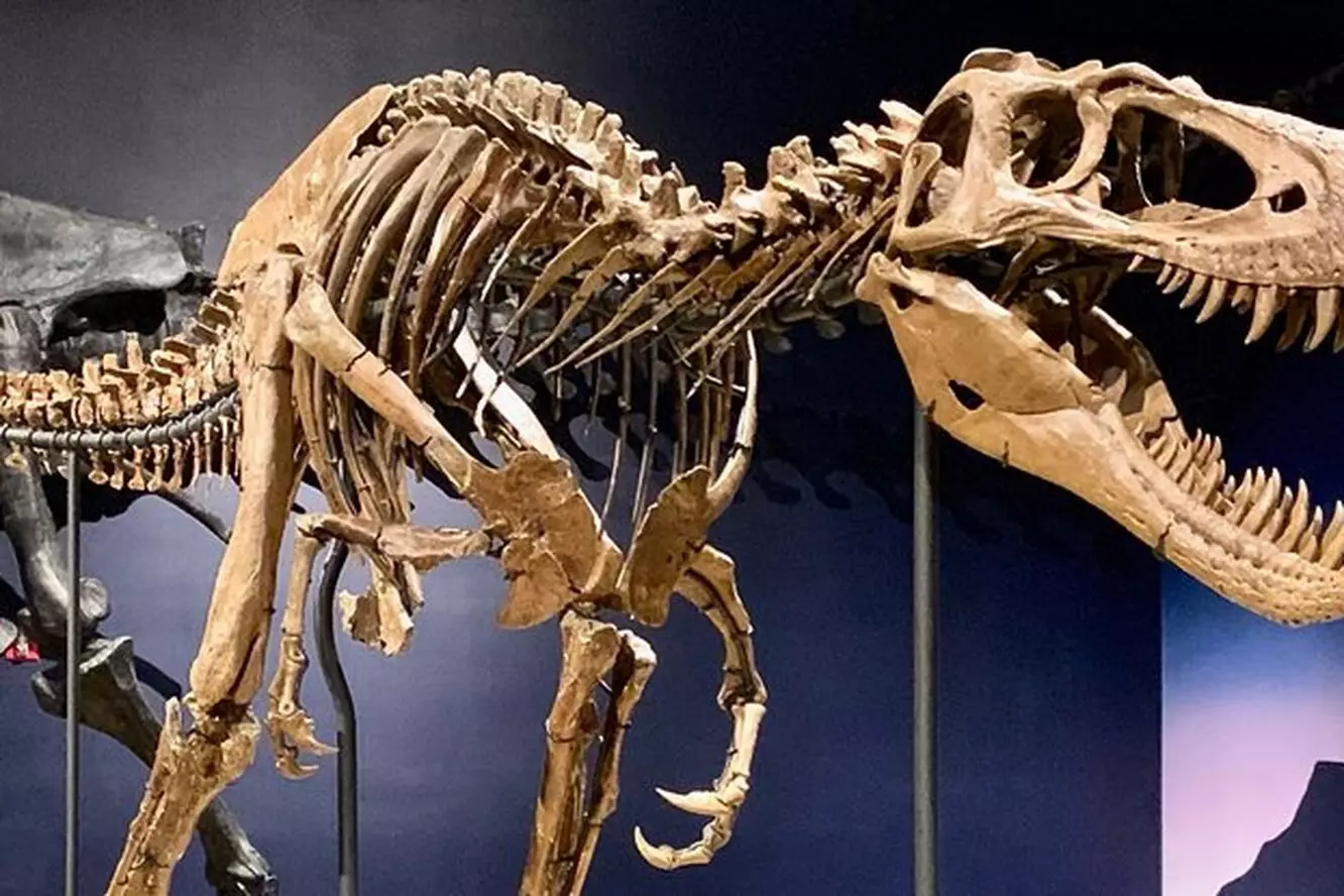 Gæti tyrannosaurus bitið í gegnum bíl: ný rannsókn