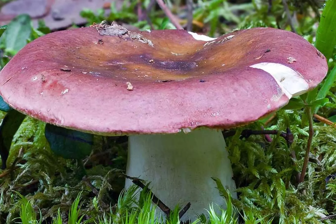 Ang pagkain ng mushroom ay nakakabawas sa panganib ng prostate cancer