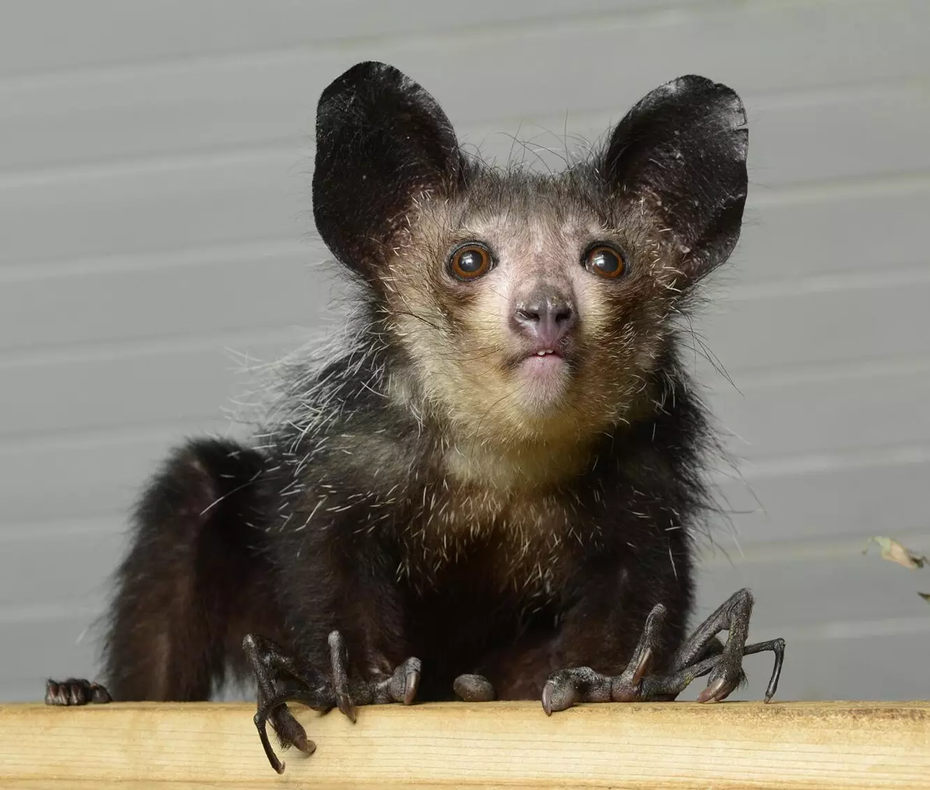 Gli scienziati hanno scoperto un sesto dito nei lemuri aye-aye 365569_1