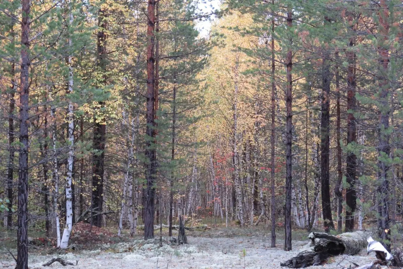 Der Einfluss der Wälder auf den Permafrost wird aufgezeigt