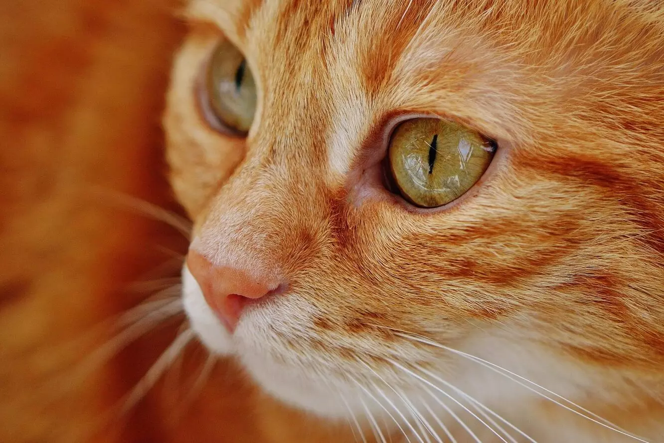 Katten houden echt van mensen: een onverwachte ontdekking van wetenschappers