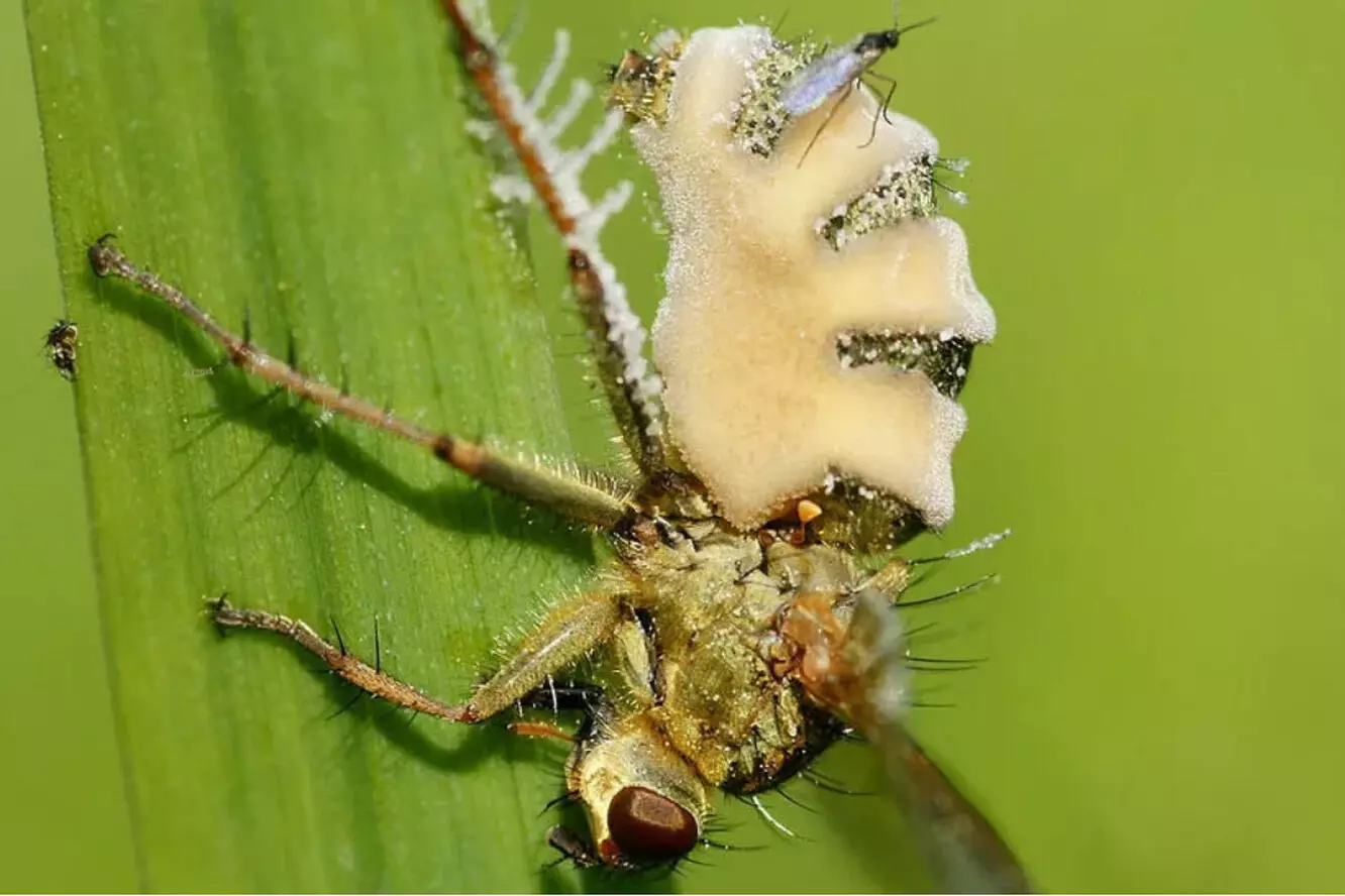 Lumikha ng isang kanyon upang magpaputok ng mga spore ng fungus ng zombie