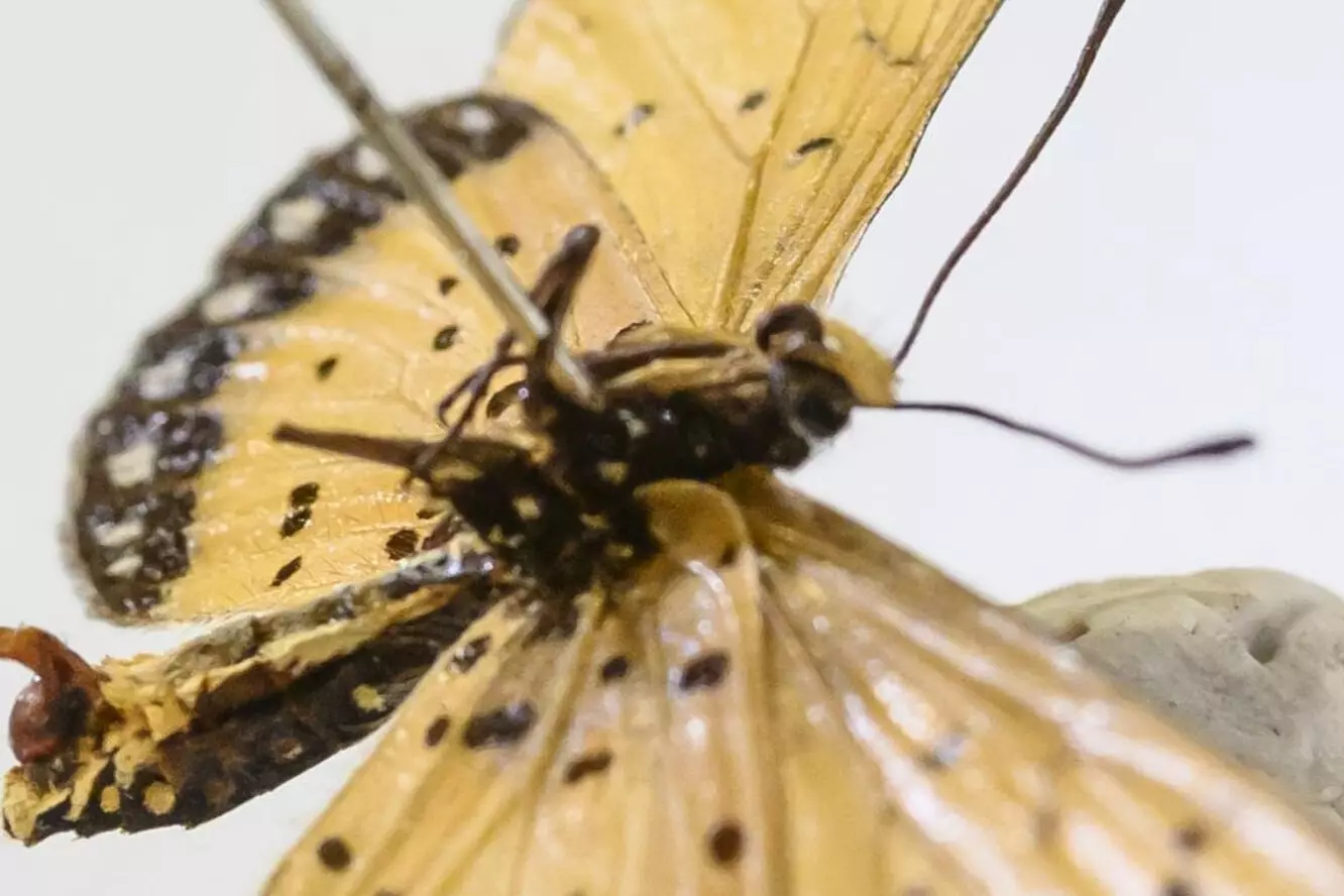 Butterfly mating: mga tampok ng pag-uugali ng pagsasama at pagpaparami ng mga insekto 365931_1