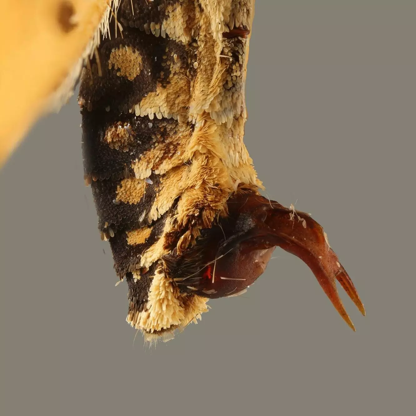 Mating plug sa tiyan ng babaeng butterfly