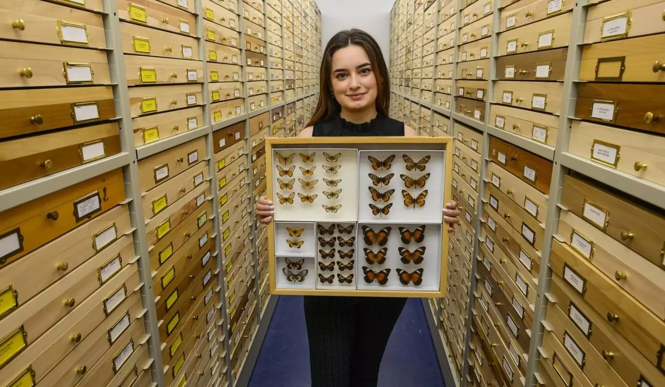 Ana Paula dos Santos de Carvalho na may mga stuffed butterflies sa Florida Museum of Natural History