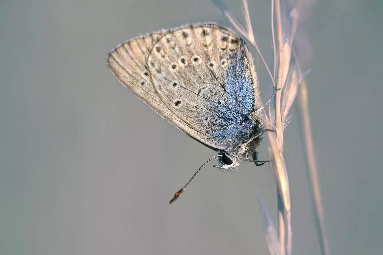 Butterfly mating: mga tampok ng pag-uugali ng pagsasama at pagpaparami ng mga insekto 365931_4