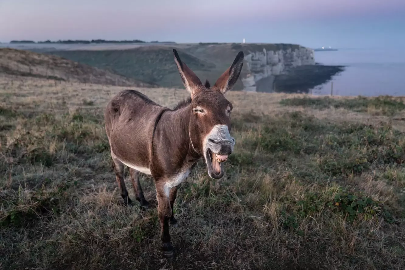 Lintlha tse khahlisang ka litonki: moo li lulang teng, li ja eng le hore na ke metsoalle ea mang