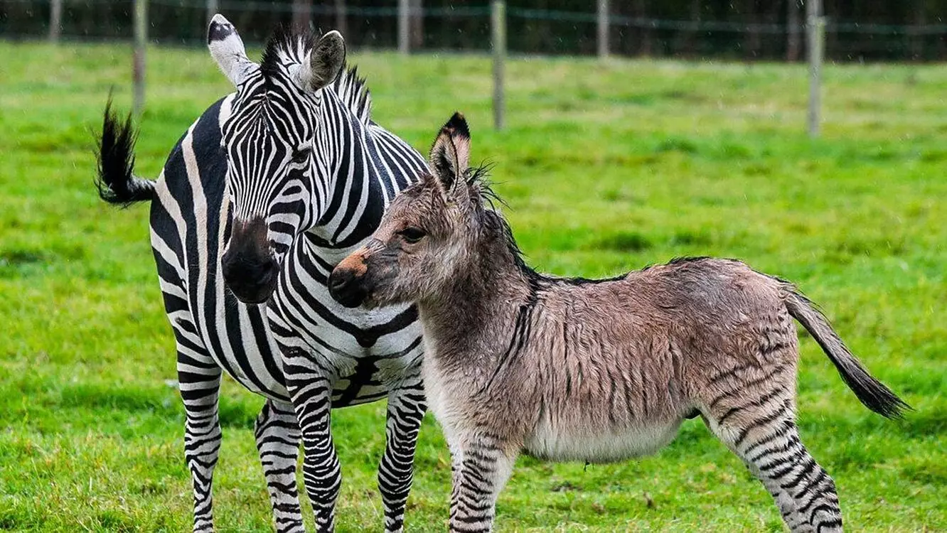 Així és com un nen zebra i ruc