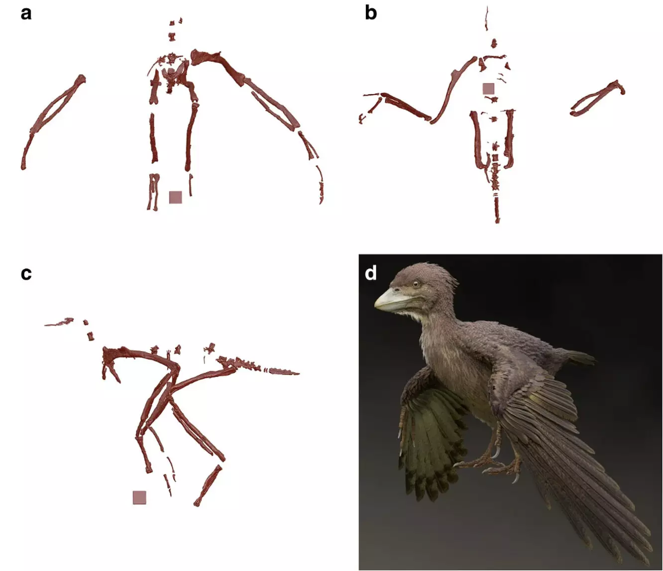 Reconstrucción de apariencia animal y esqueleto de F. prima