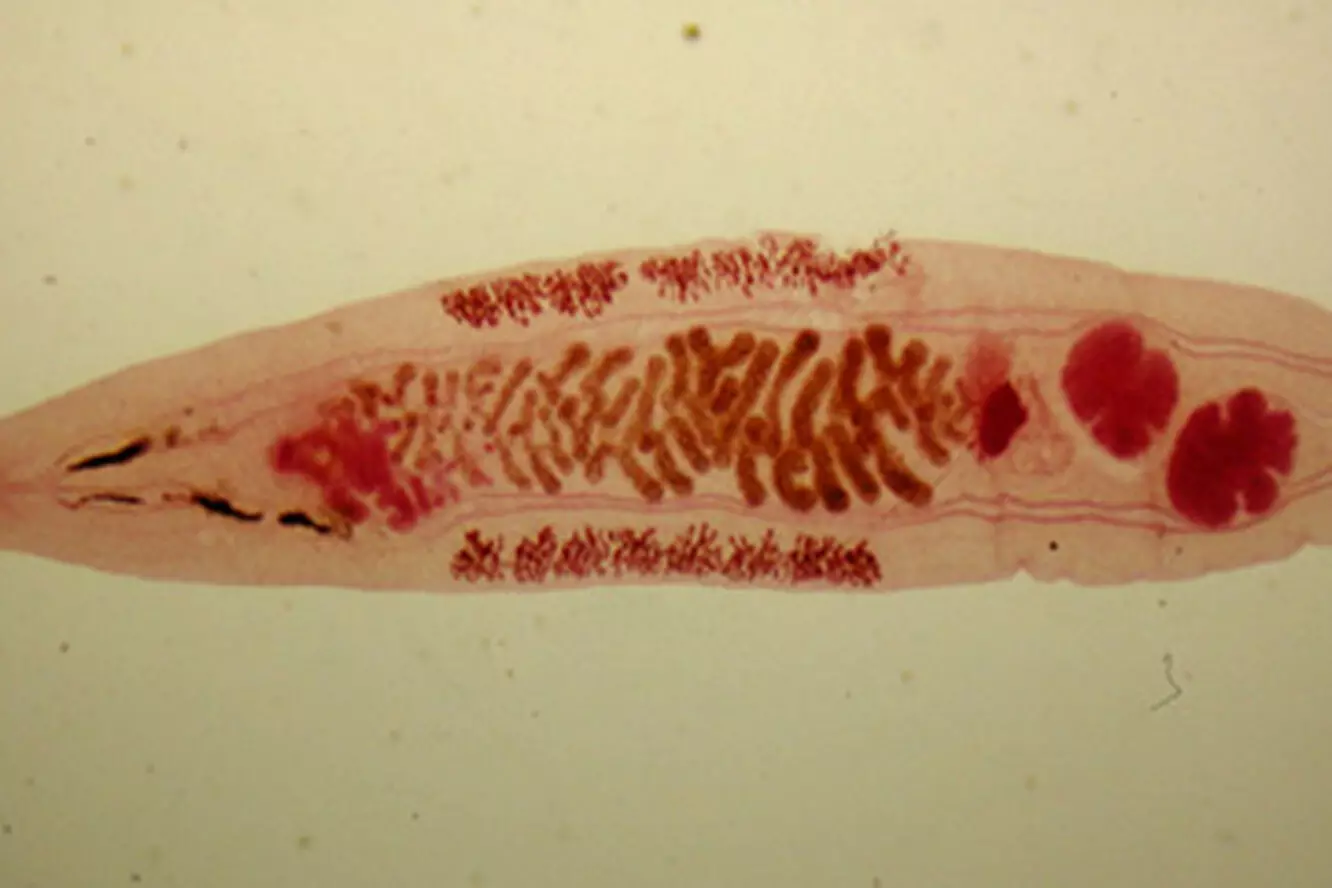 Descubren gusano siberiano causante de cáncer