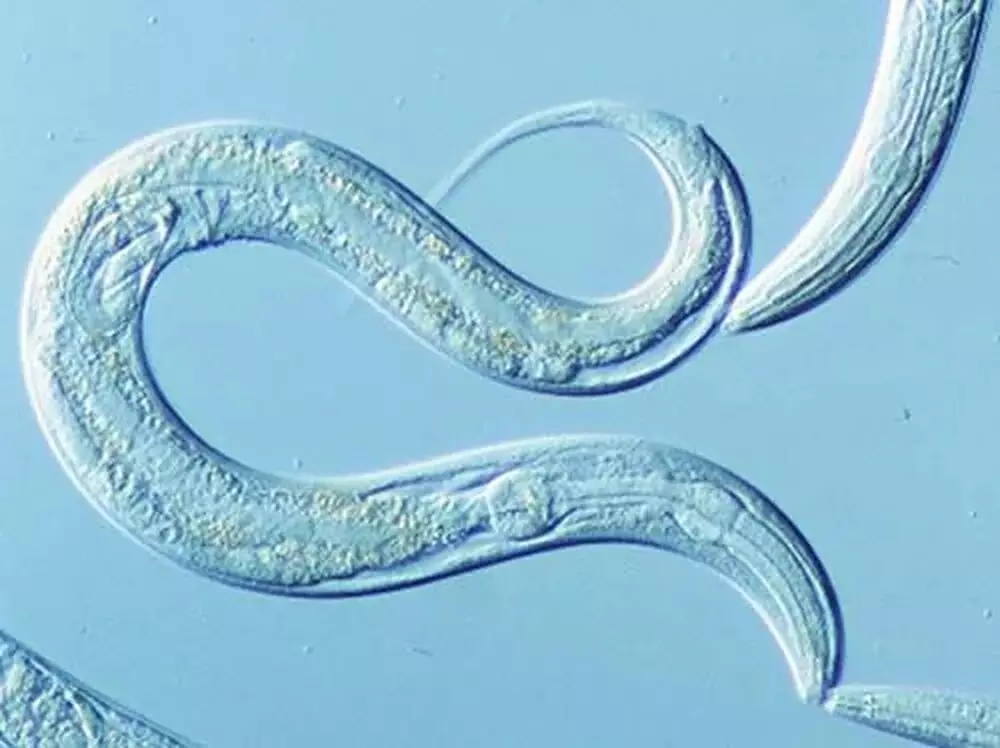 Caenorhabditis elegans