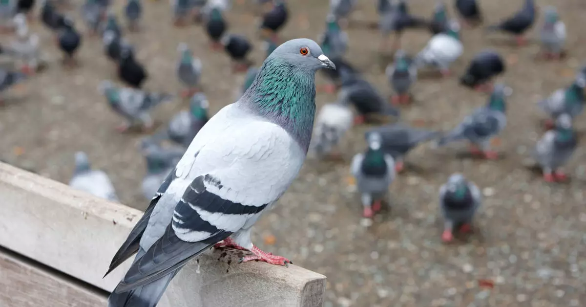 Datos interesantes sobre las palomas: características que quizás no conozcas