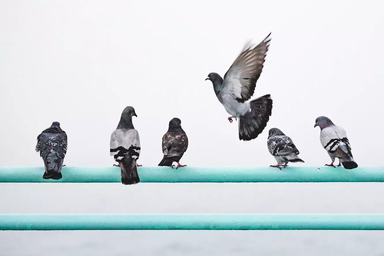 Nijsgjirrige feiten oer dowen: funksjes dy't jo miskien net witte 36700_7