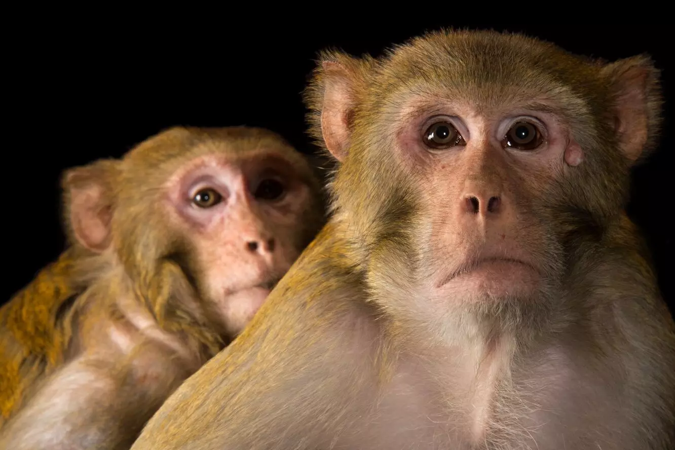 Sosiaaliset yhteydet edistävät makakien pitkäikäisyyttä