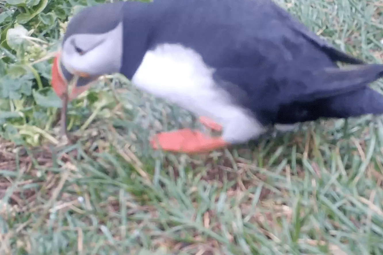 Erste Videoaufnahmen vom Einsatz einer Stupor-Pistole