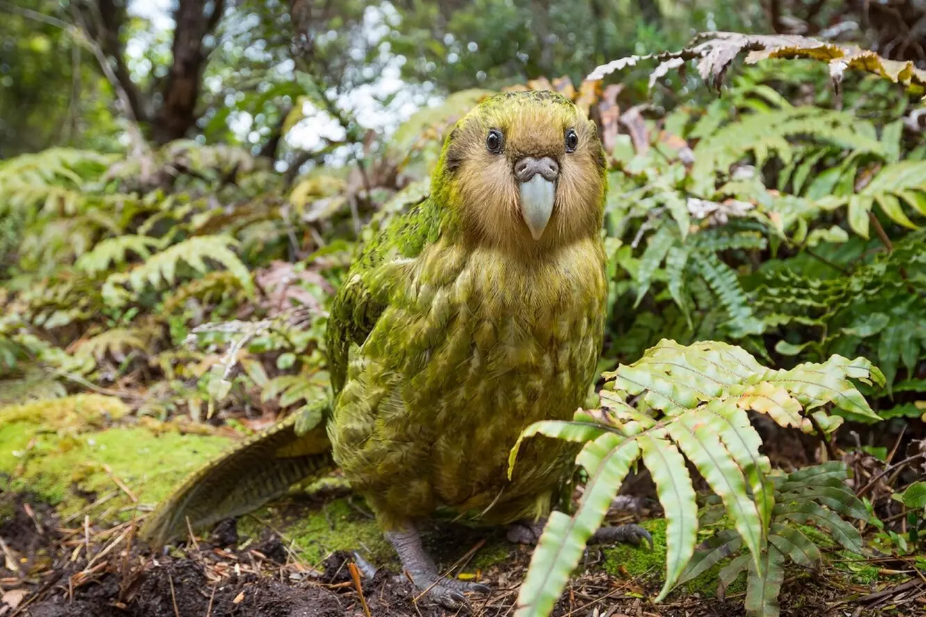 Kakapo: hoe sjocht de fetste en leukste papegaai yn 'e wrâld derút