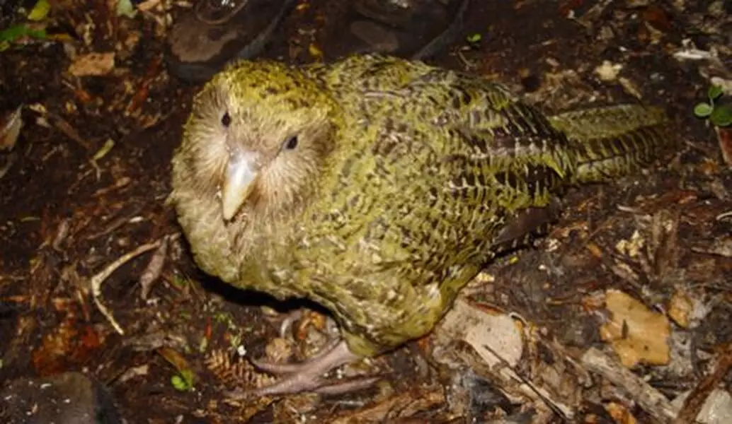 De griene kakapo komt nachts te jeien, en sit leaver yn beammen en sliept oerdeis.