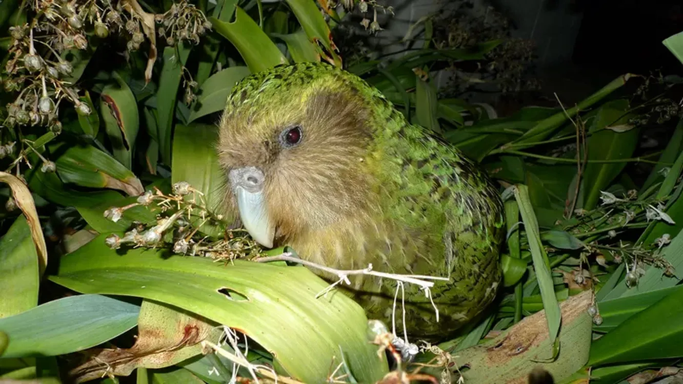 Yn 't wyld briede kakapo ien kear yn' e 2-4 jier, dus har populaasje is net sa maklik te wekken