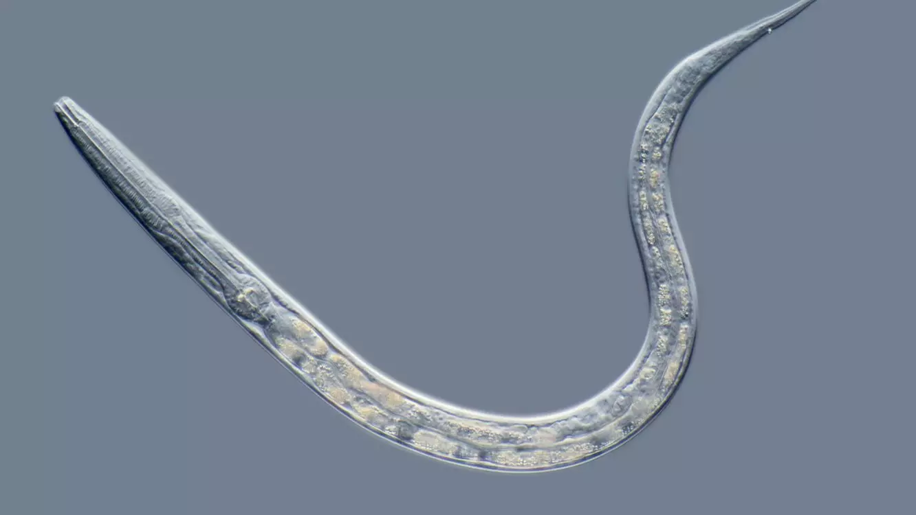 Caenorhabditis elegans