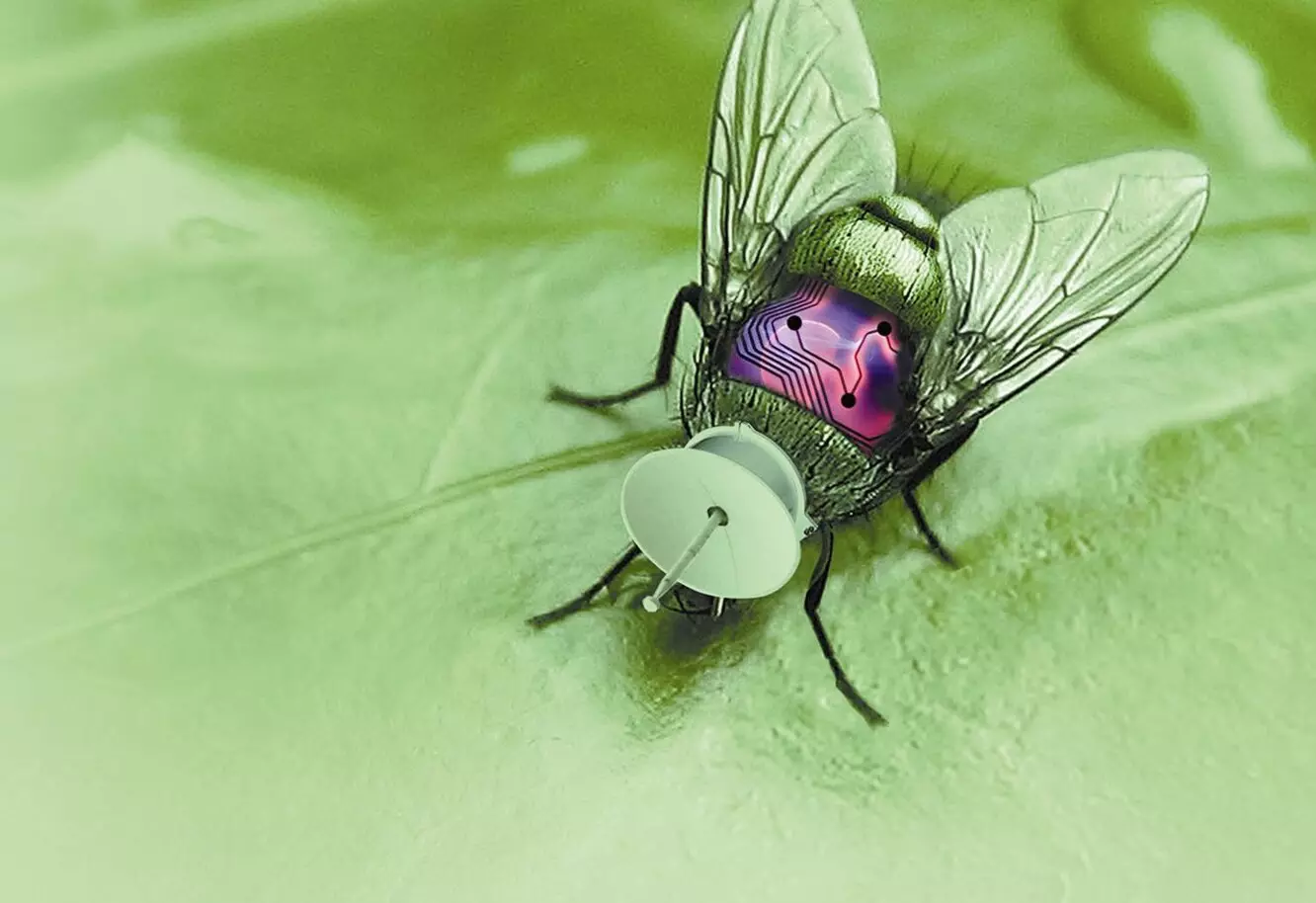 Insectes cyborg MEMS