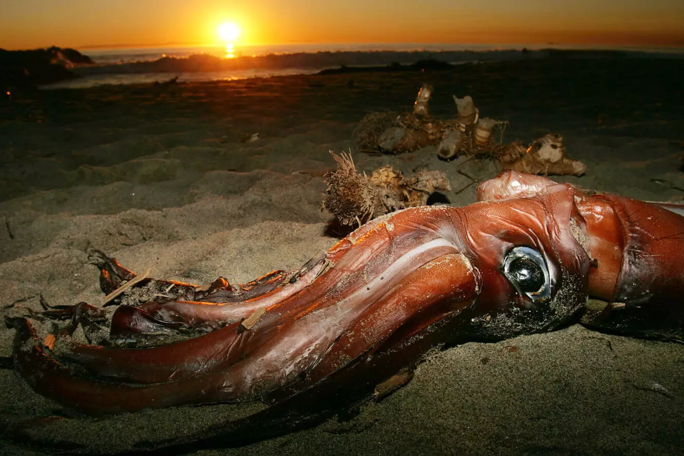 Giant squid genome decoded: zvakavanzika zvitsva