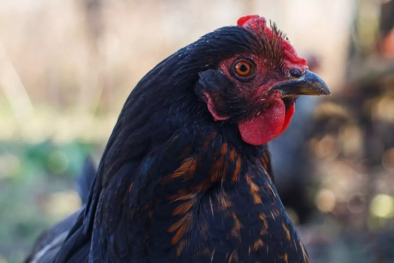 Químicos melhoram grafeno com esterco de galinha