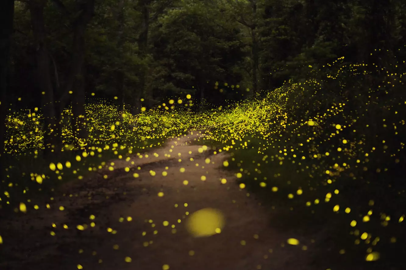 Fireflies leungit tina beungeut bumi ngaliwatan kasalahan manusa