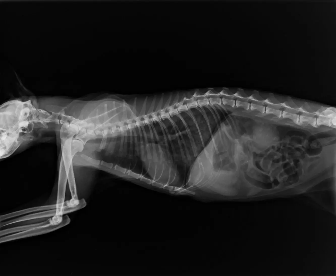 x-ray