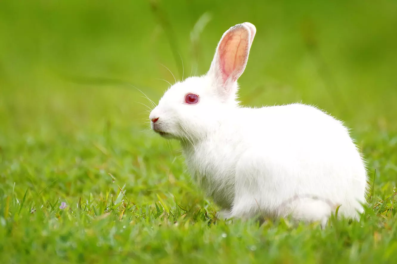 Hören Sie auf, Labortiere einzuschläfern