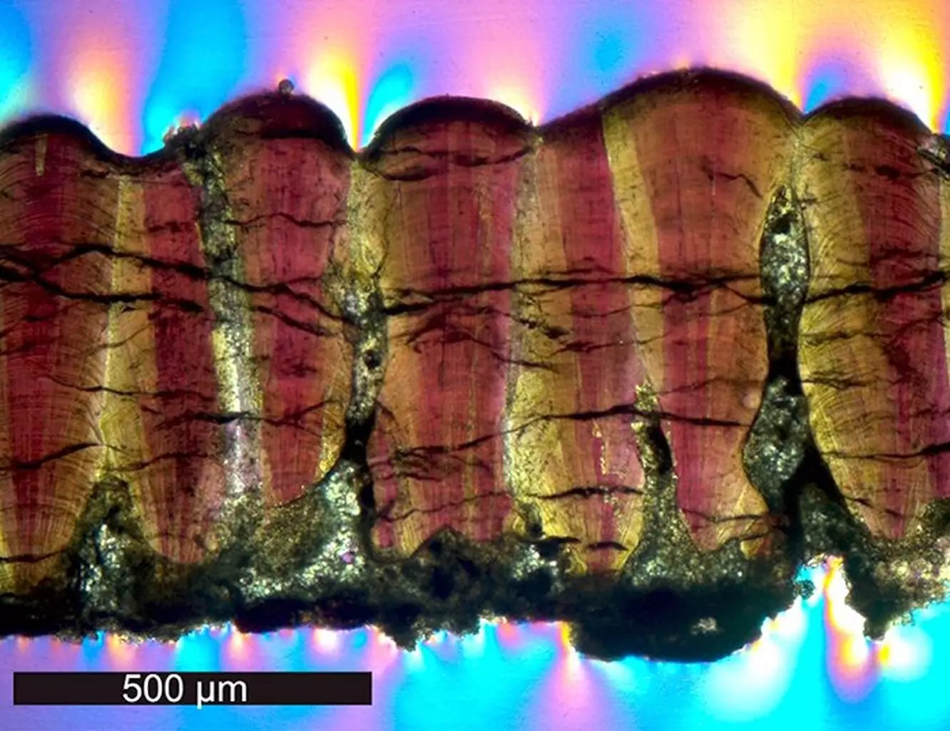 Coquille d'oeuf de dinosaure sous le microscope