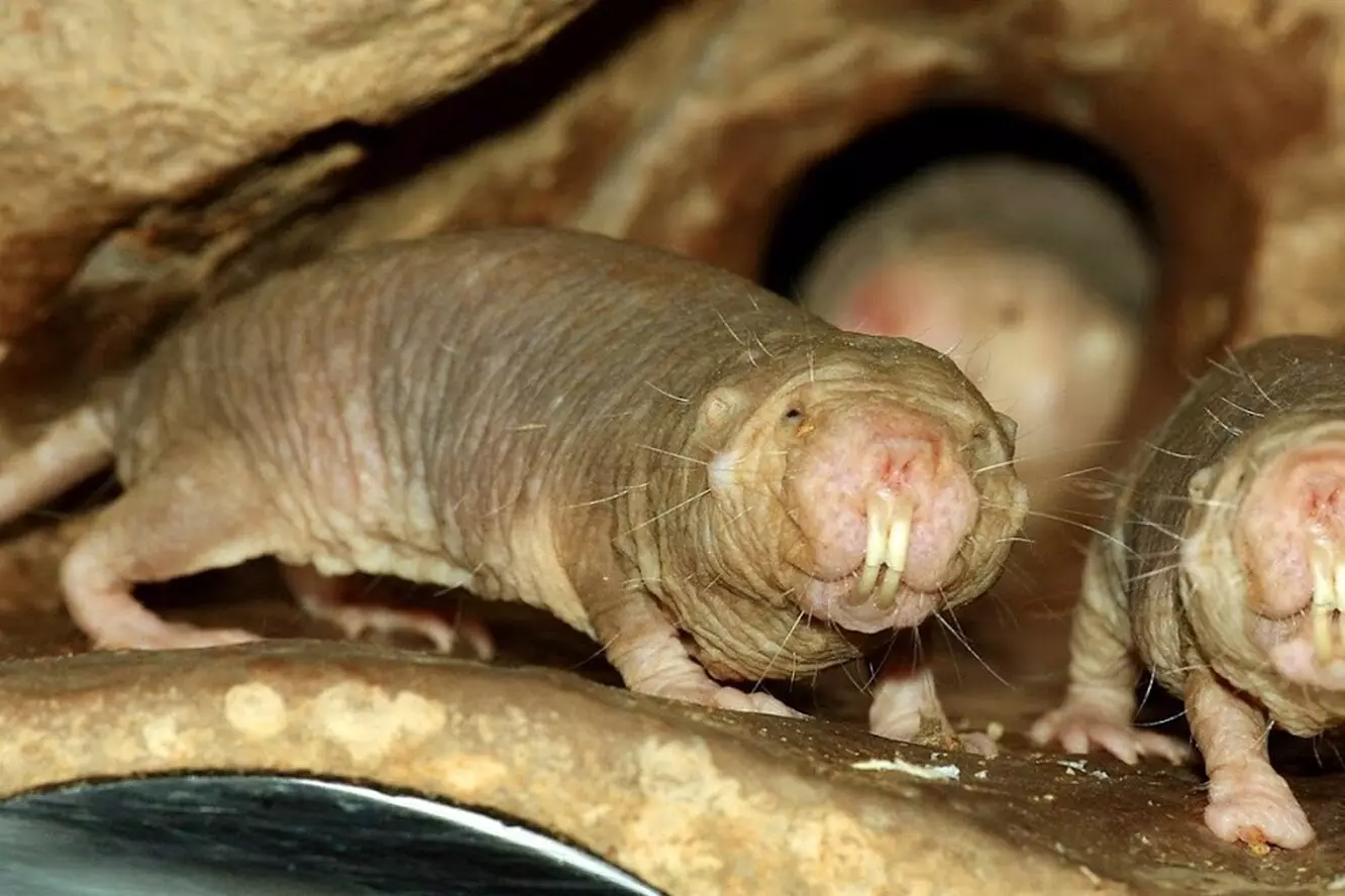 Migrações de ratos-toupeira nus acabaram por ser independentes lunares
