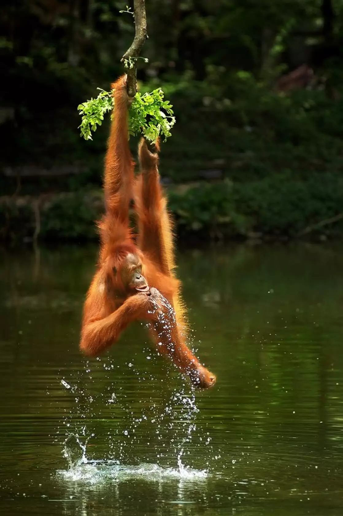 アゴラの野生動物写真コンテストのベストショットが公開されました 370229_1