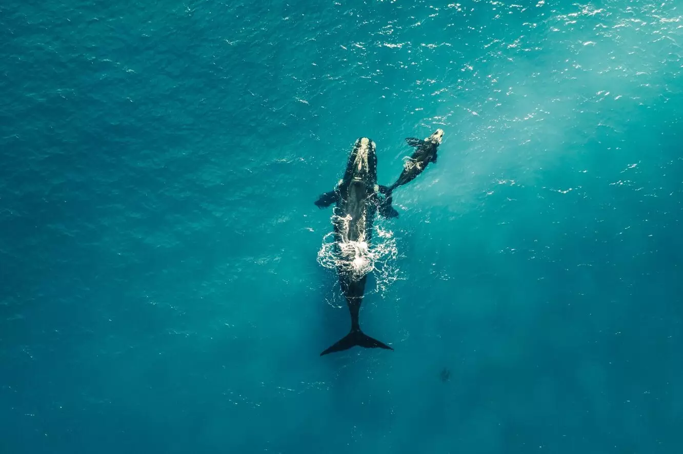 Les meilleurs clichés du concours de photographie d'animaux sauvages d'Agora ont été dévoilés 370229_3