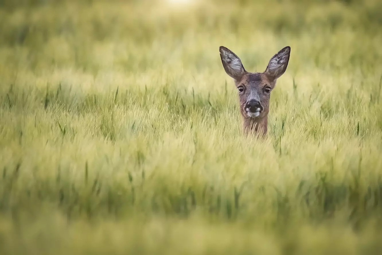 Les meilleurs clichés du concours de photographie d'animaux sauvages d'Agora ont été dévoilés 370229_5