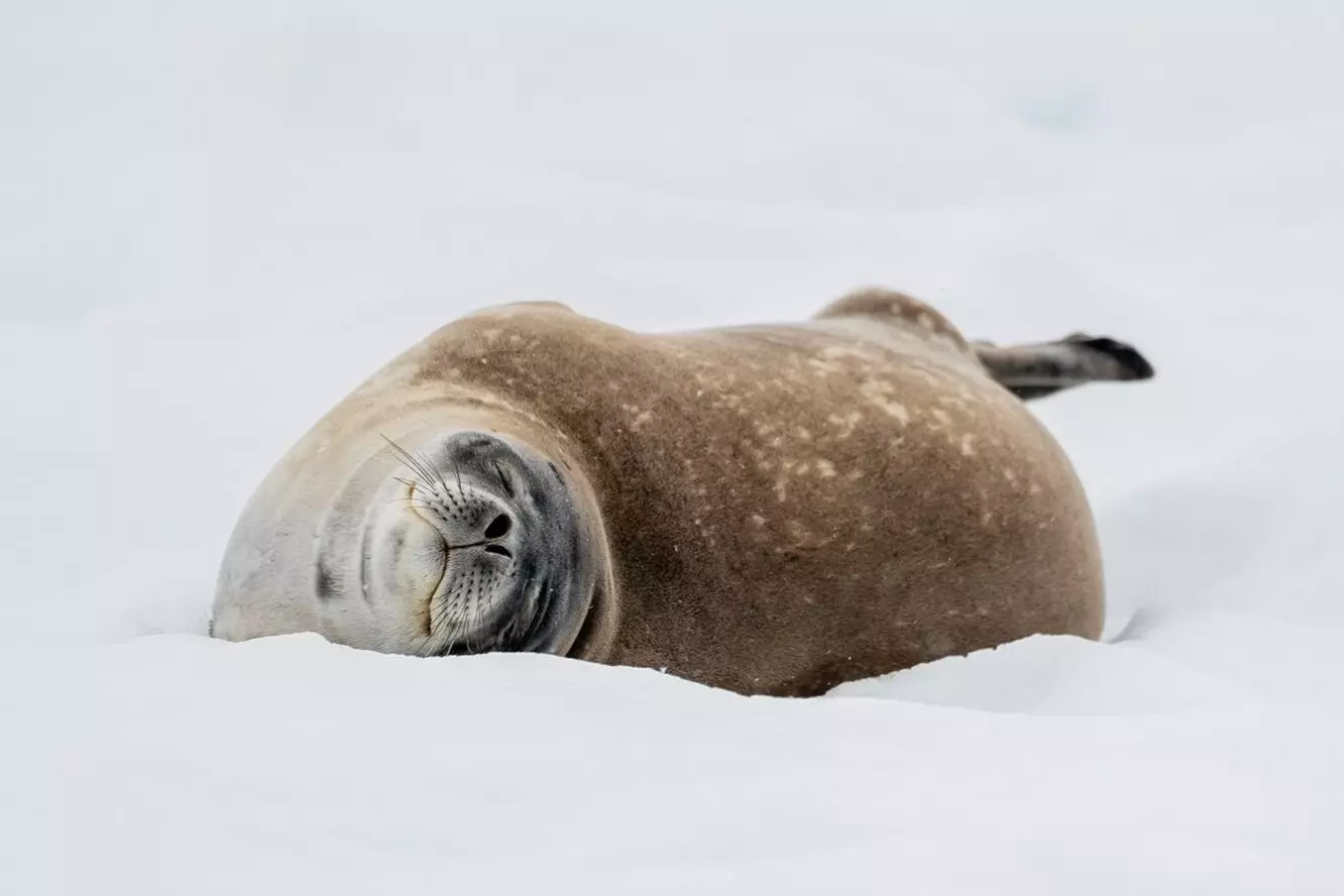 De beste foto's van Agora's fotowedstrijd voor wilde dieren zijn onthuld 370229_6