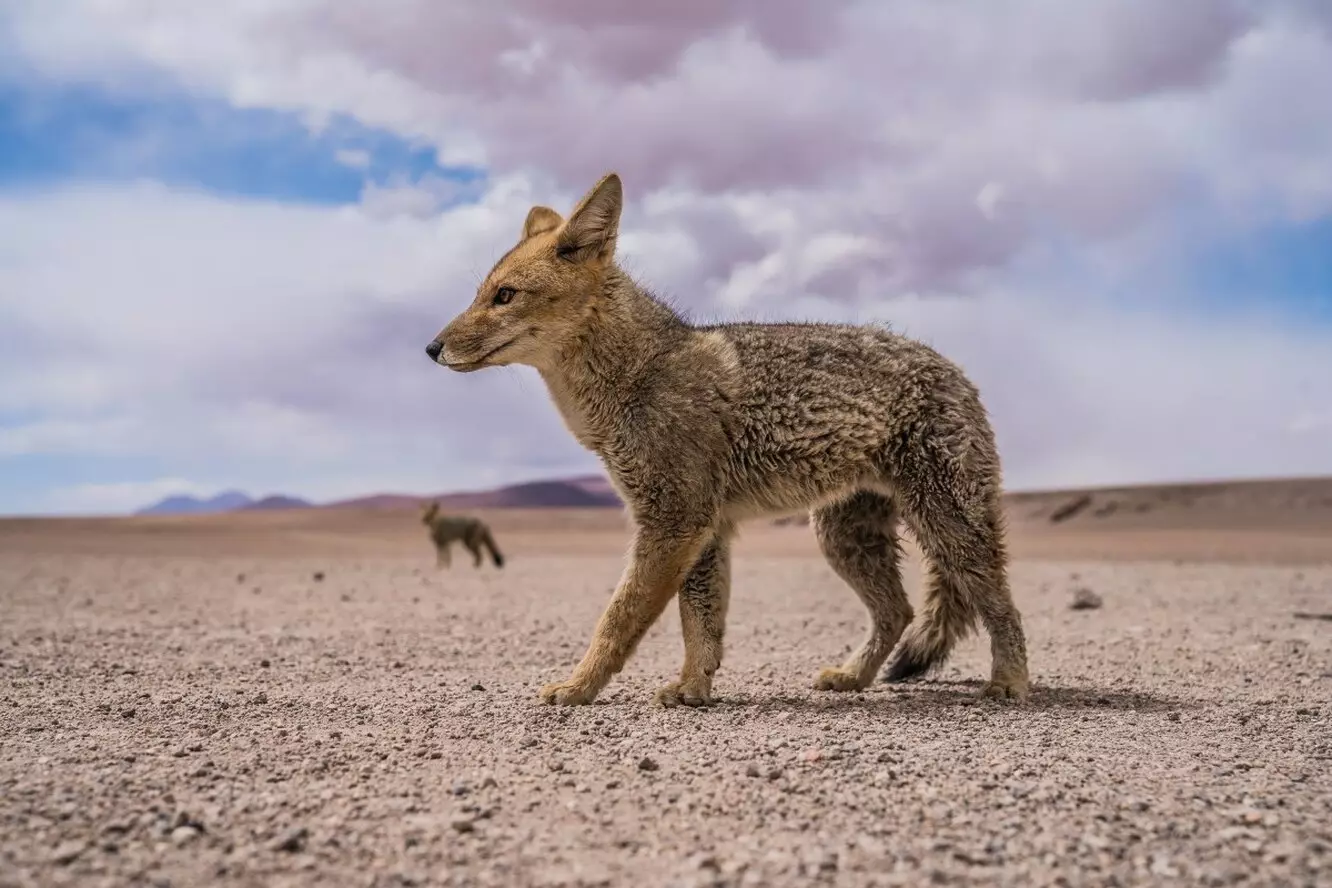 As melhores fotos do concurso de fotografia de animais selvagens da Agora foram reveladas 370229_7