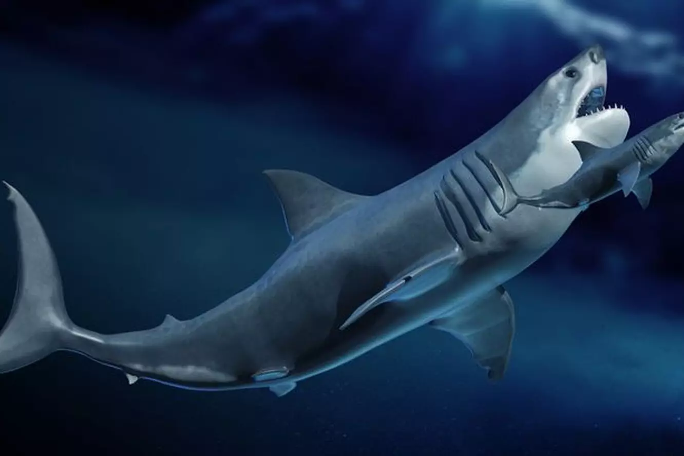 古代巨齿鲨在子宫内自相残杀