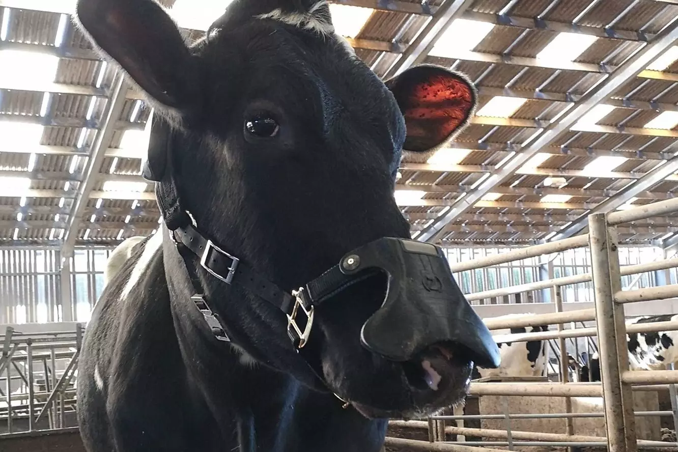 As vacas deben usar máscaras de filtro