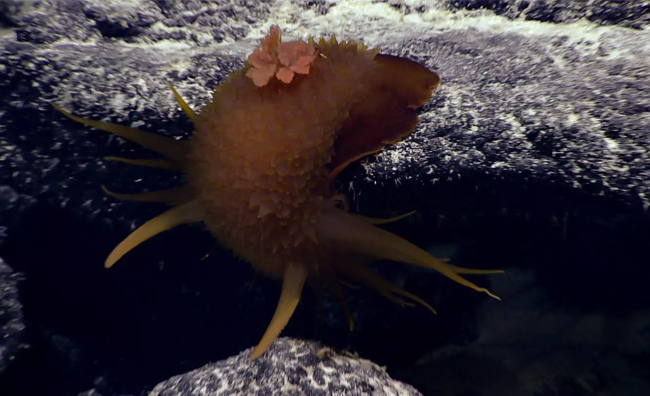 Brown nudibranch