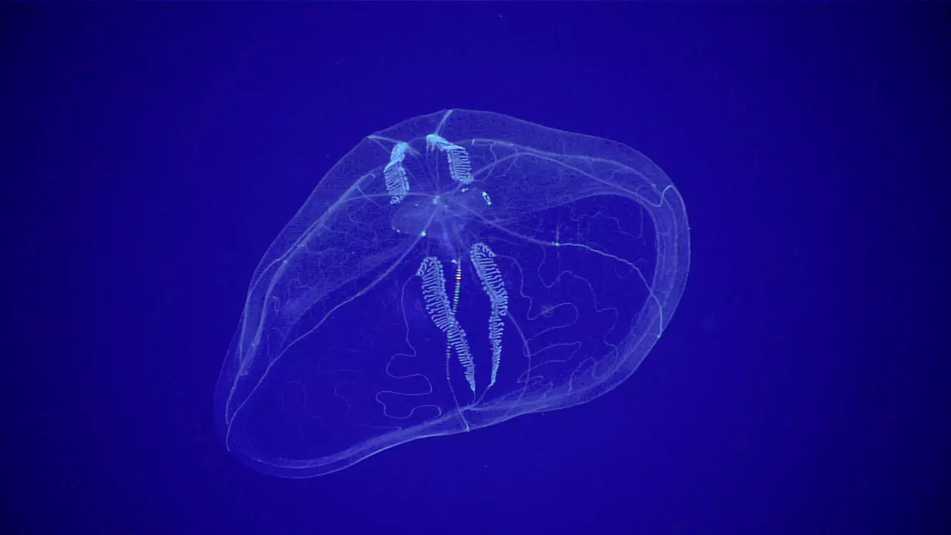 comb jellyfish