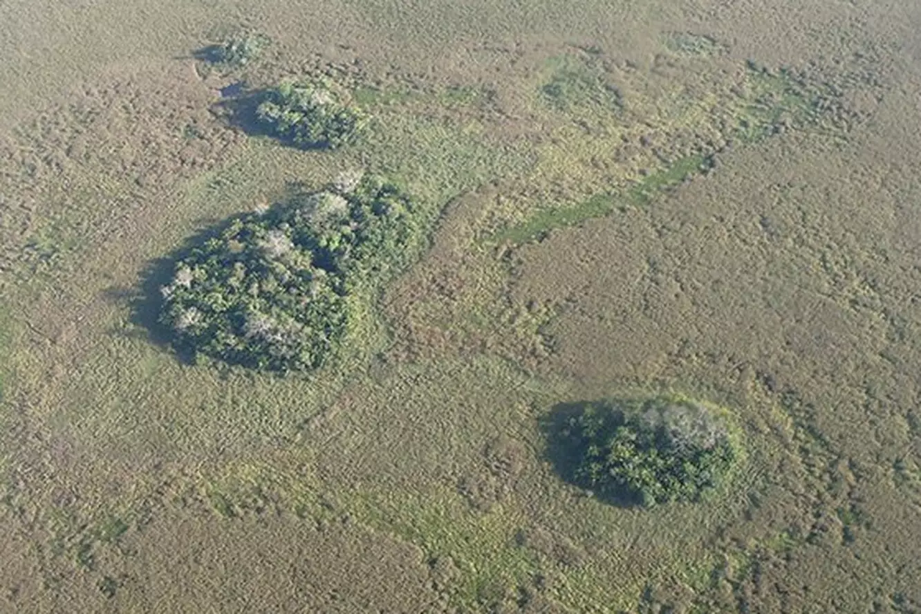 Gjurmët e plantacioneve të lashta bujqësore të gjetura në Amazon 371871_1