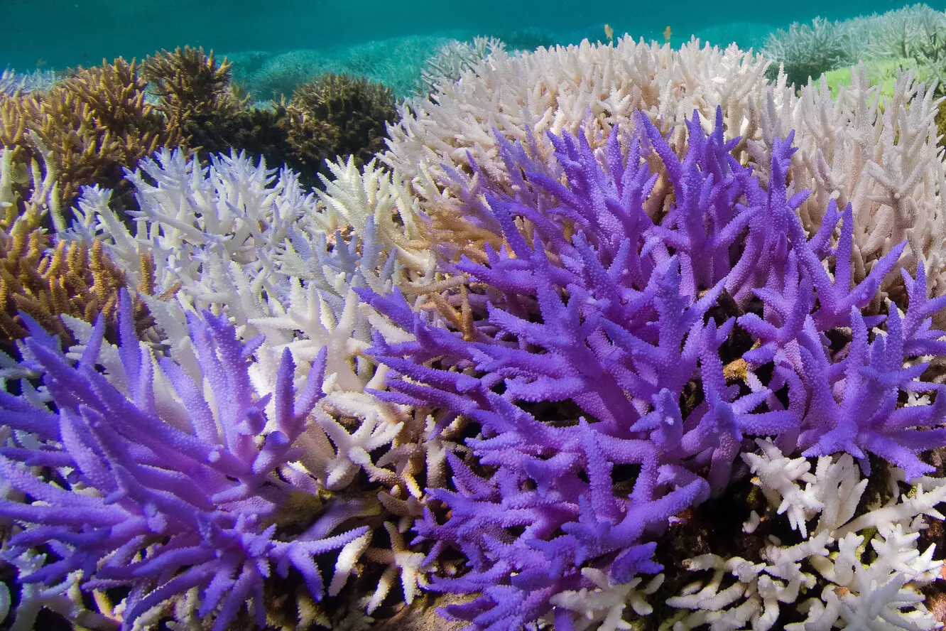 Miady ho amin'ny fahavelomana: fitaovam-piadiana néon miafina an'ny Coral Reef