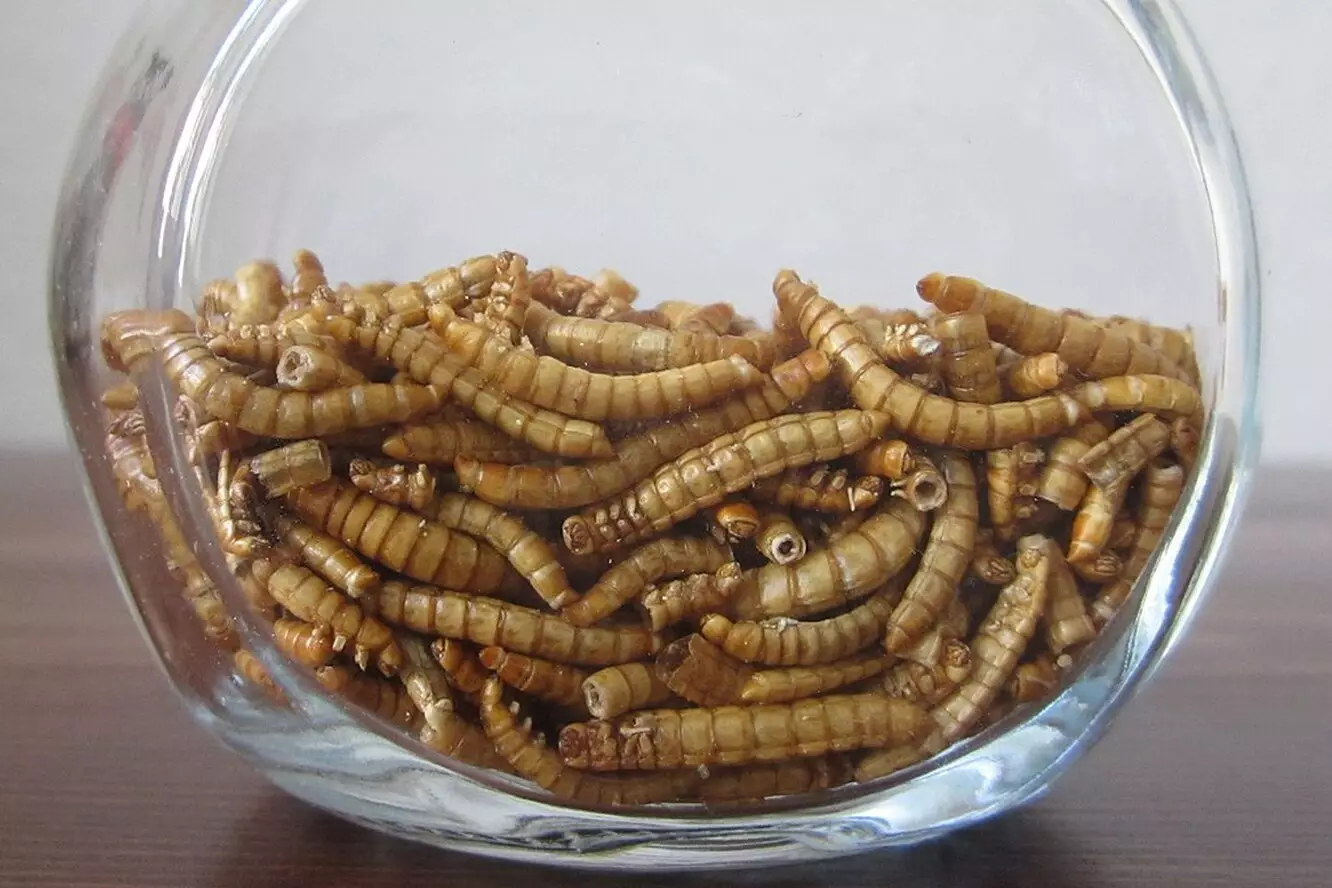 Forskere foreslår å legge insekter til brød