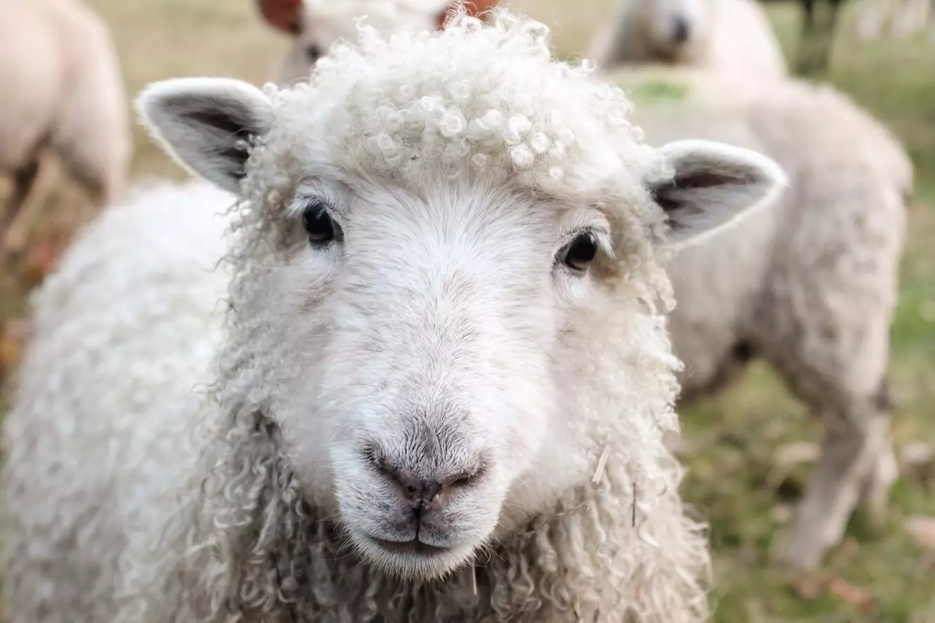 Проучете го „читато“ стрес во очите на овците