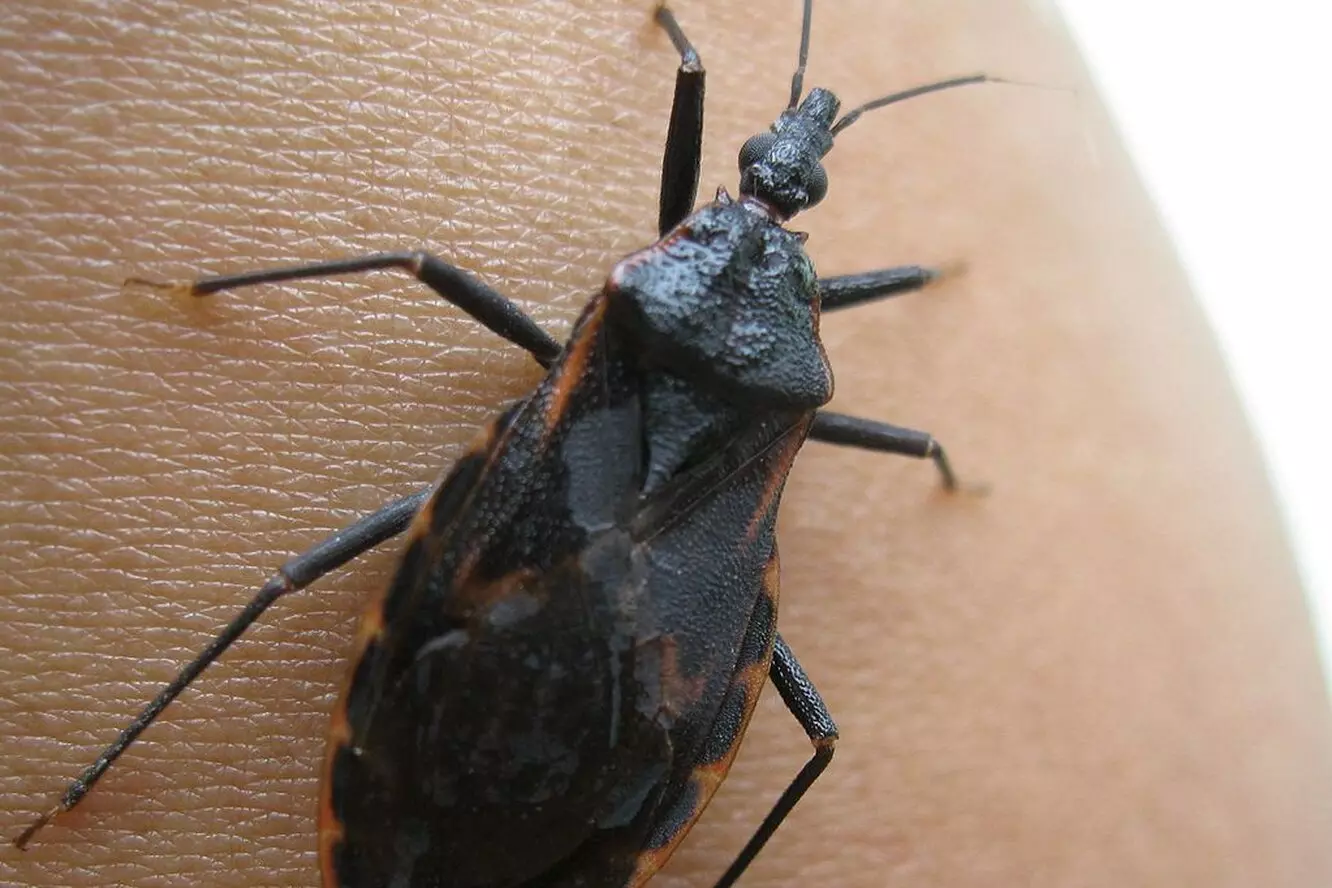 A enfermidade de Chagas podería estenderse a Europa